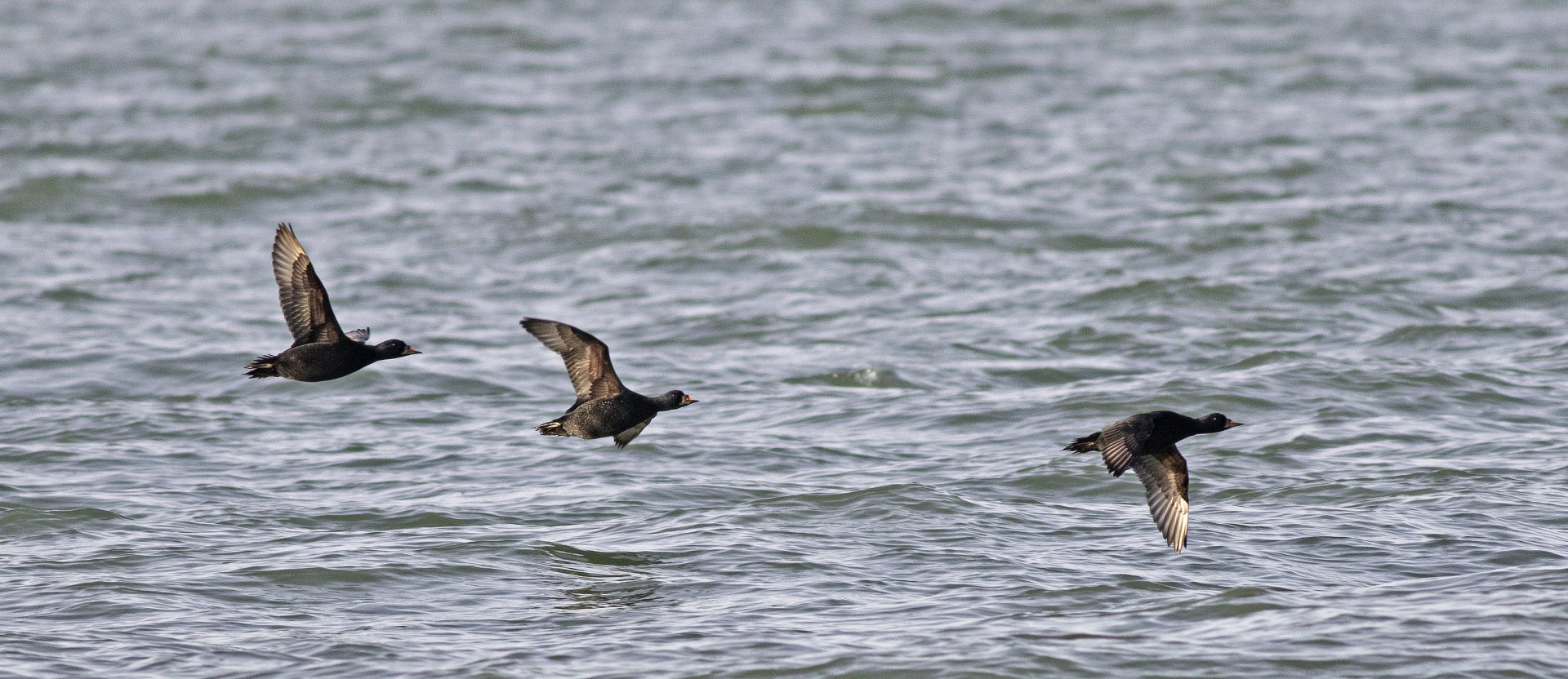 DOF: Ny havplan giver mere plads til fuglebeskyttelse, men skuffer på ...