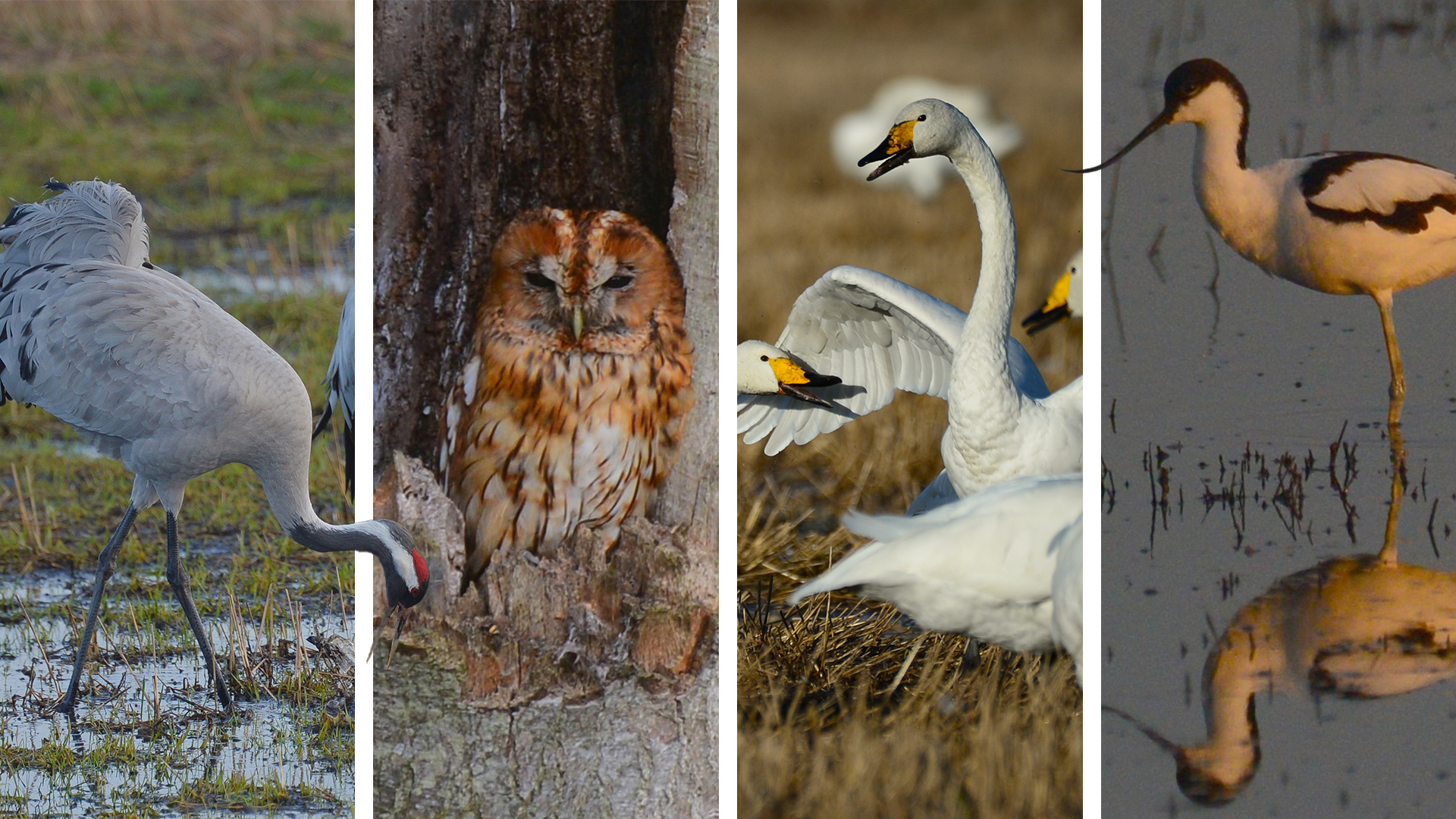 Flere fugle har fået fornemmelser for forår - Dansk Ornitologisk Forening