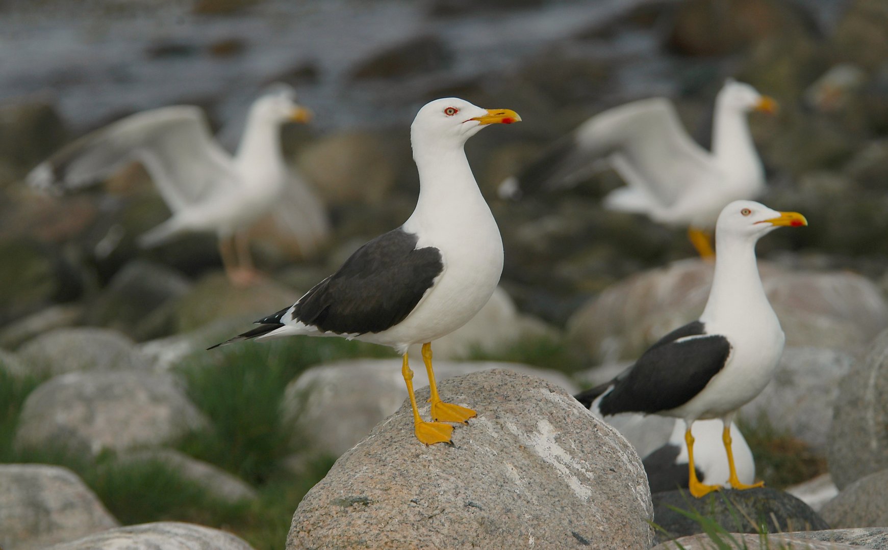 Havmåge på landgang: Danmarks bestand af sildemåger fordoblet - Dansk ...