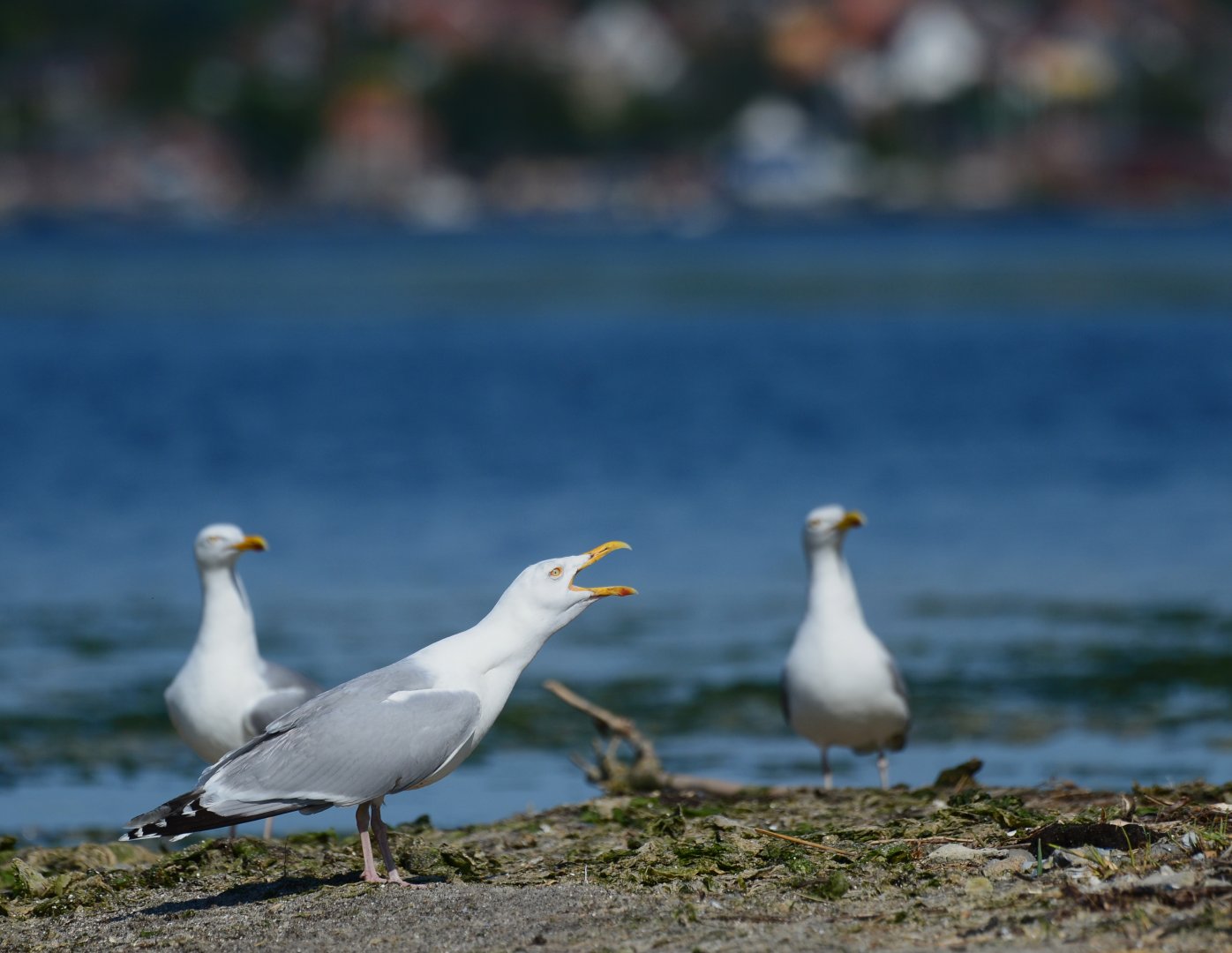 Invitér byens måger tilbage til havnene - Dansk Ornitologisk Forening