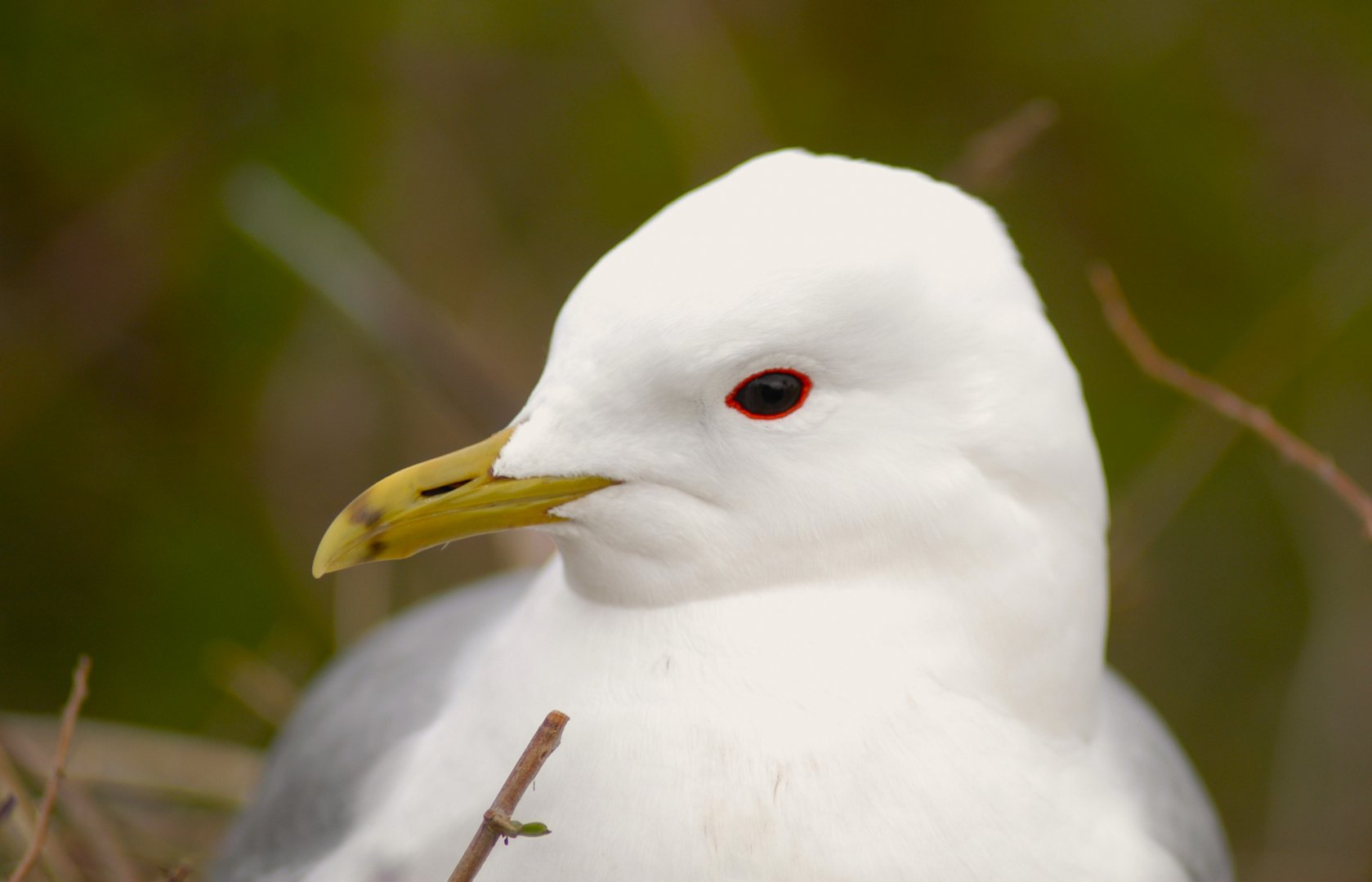 Stormmågen i modvind som dansk ynglefugl - Dansk Ornitologisk Forening