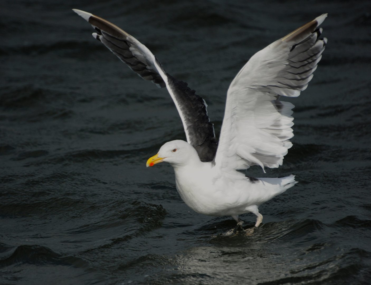 Kysternes flyvende altmuligmænd er tema på Naturmødet i Hirtshals ...