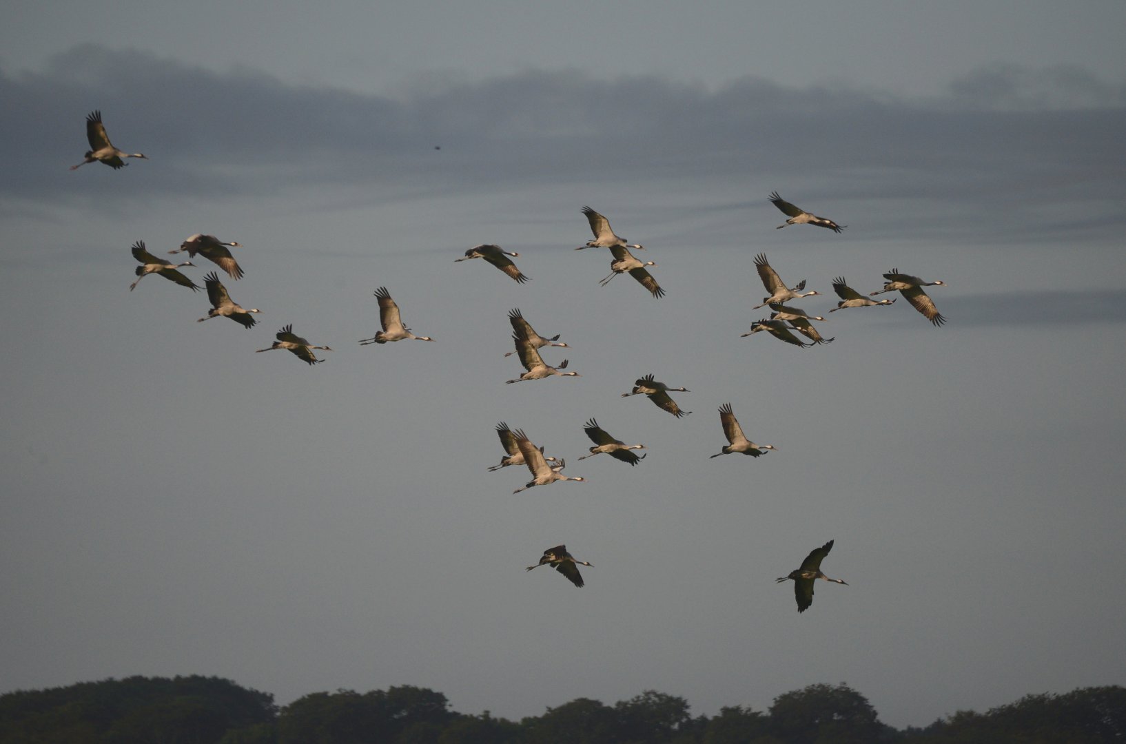 Tranerne er over os med kurs mod nord - Dansk Ornitologisk Forening