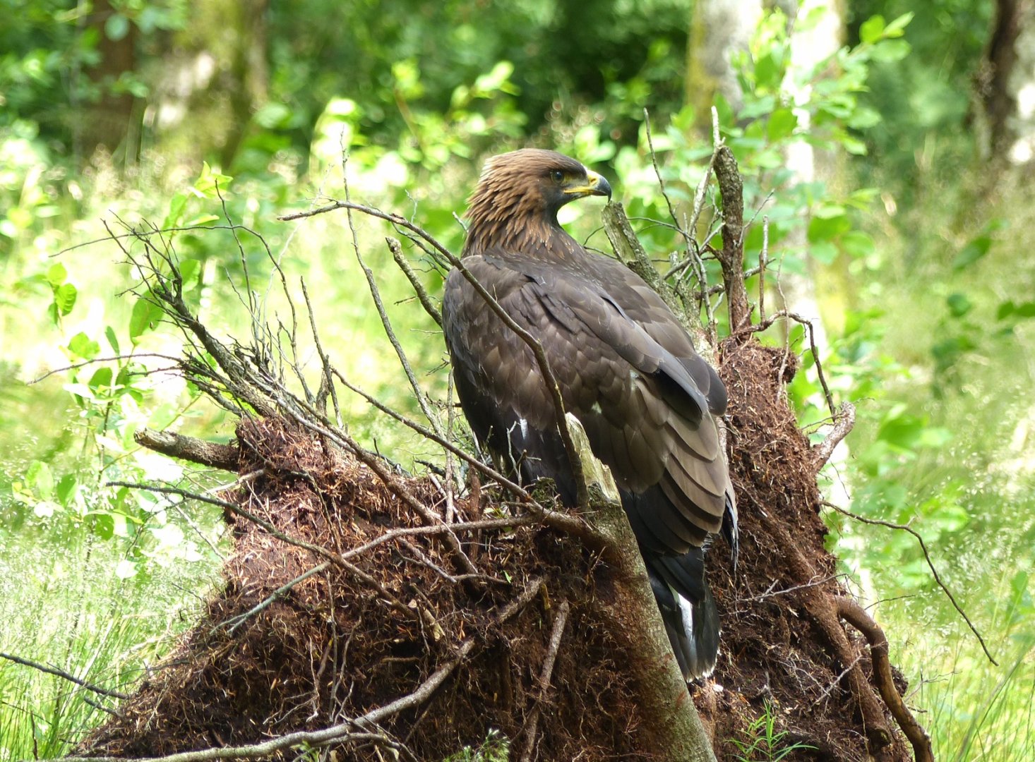 Syv par ynglende kongeørne i Danmark - Dansk Ornitologisk Forening