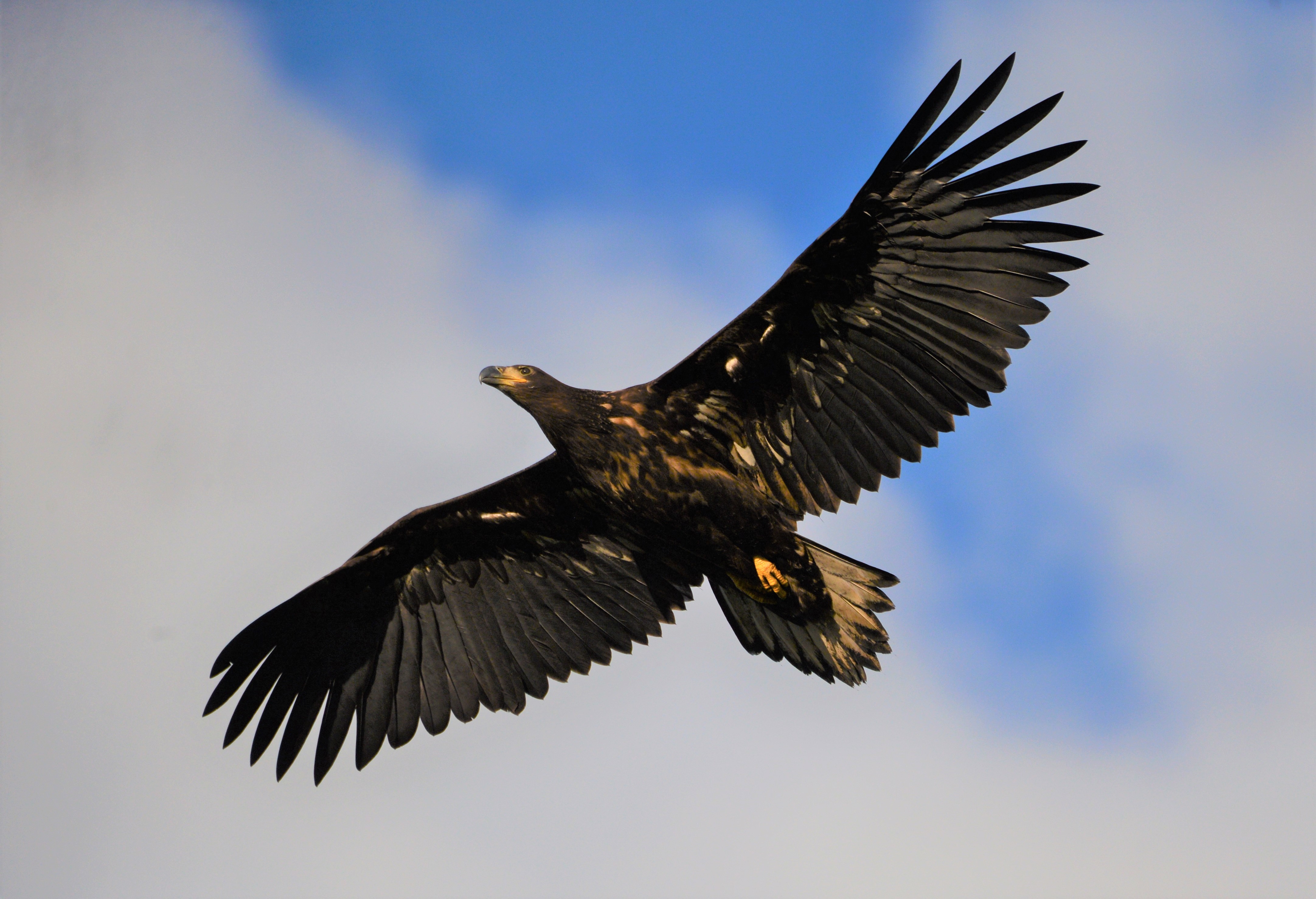 Danmarks bestand af havørne nærmer sig 200 ynglepar - Dansk ...