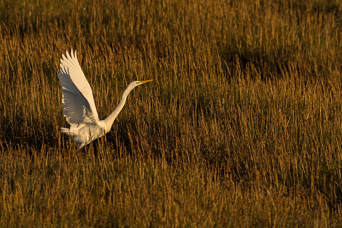 Første danske koloni af den sjældne sølvhejre opdaget - DOF BirdLife